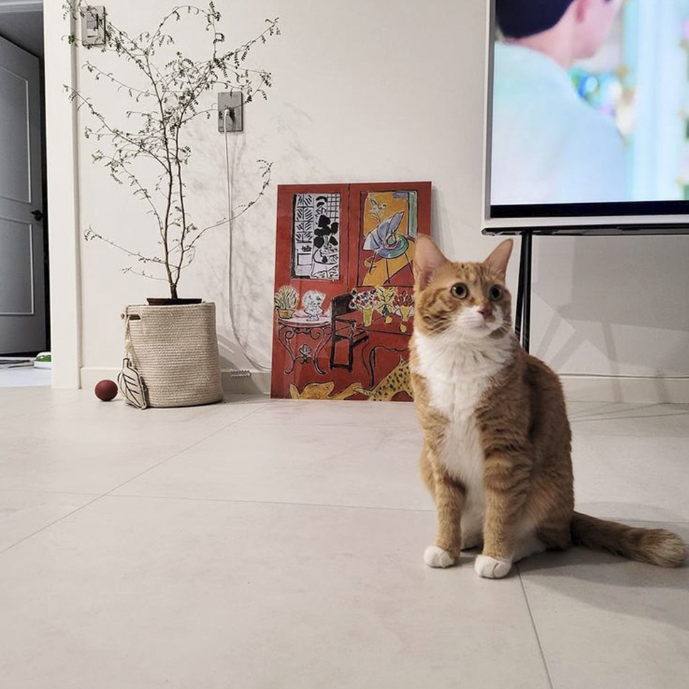 이 녀석!! | LX Z:IN